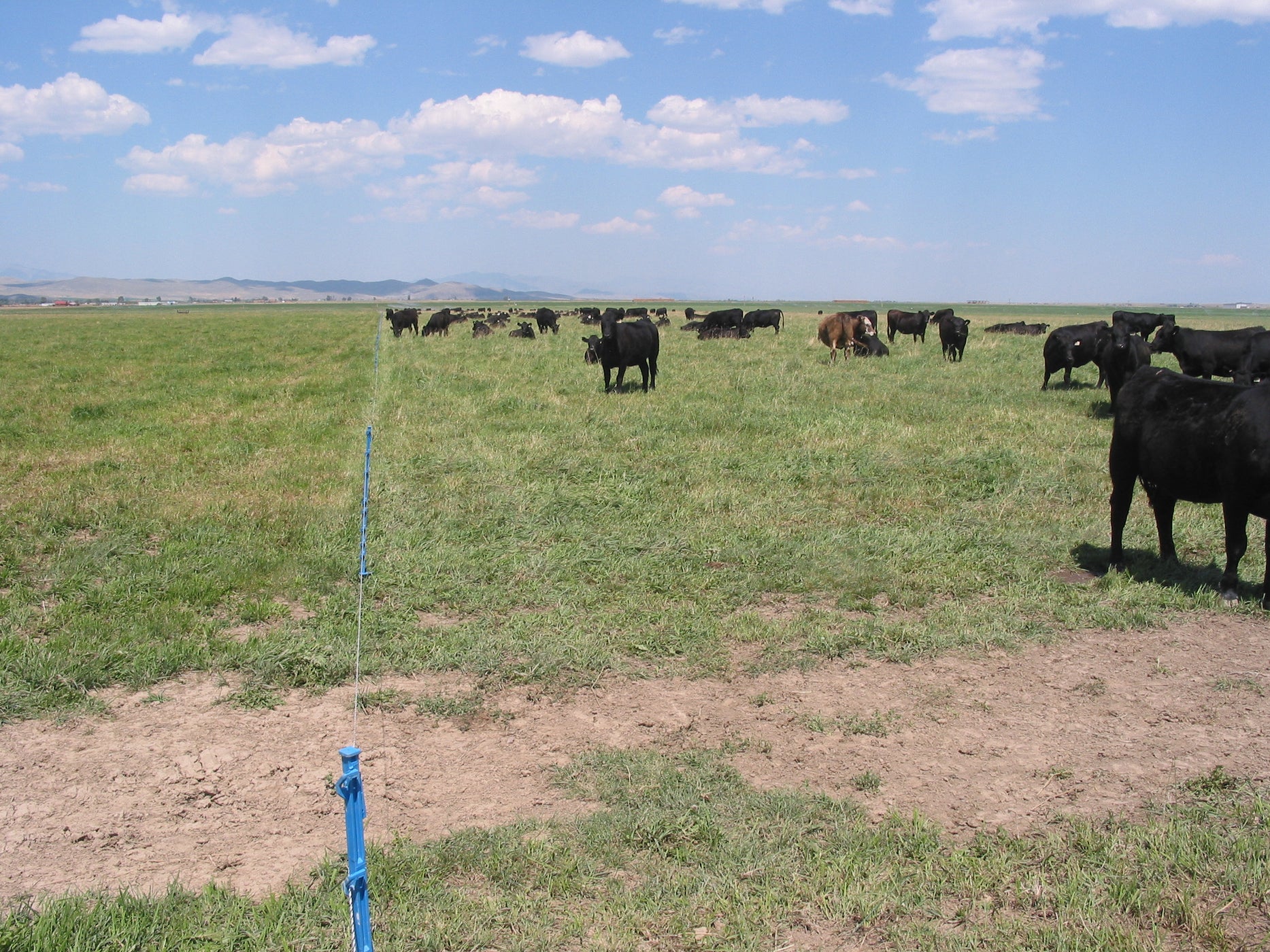 Box of 50 O'Briens Treadaline Step-In Posts (Available in Blue, White ...